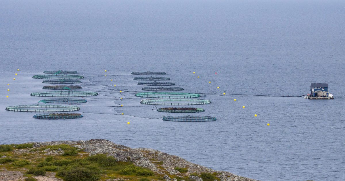 Θαλάσσιοι καύσωνες απειλούν τις υδατοκαλλιέργειες της Μεσογείου ...