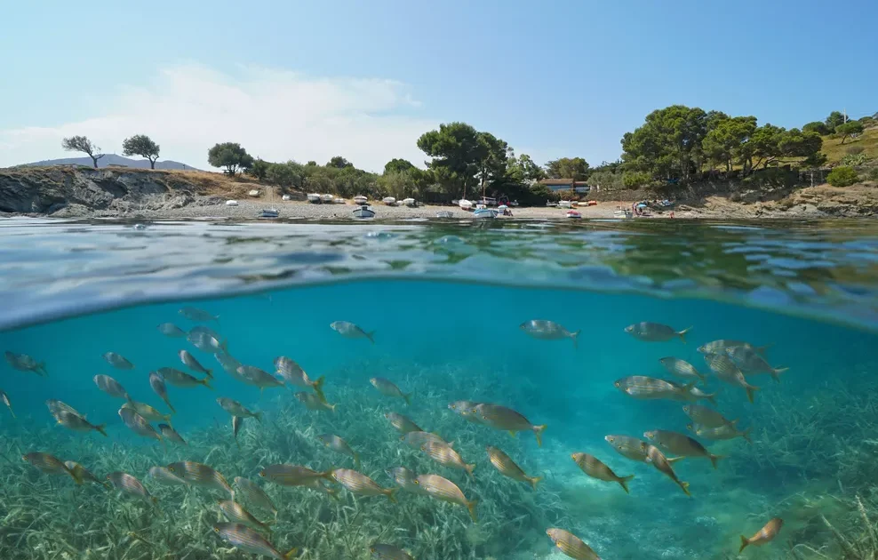 Μεσόγειος Θάλασσα στους 30°C: ποιες είναι οι συνέπειες για τη θαλάσσια ...